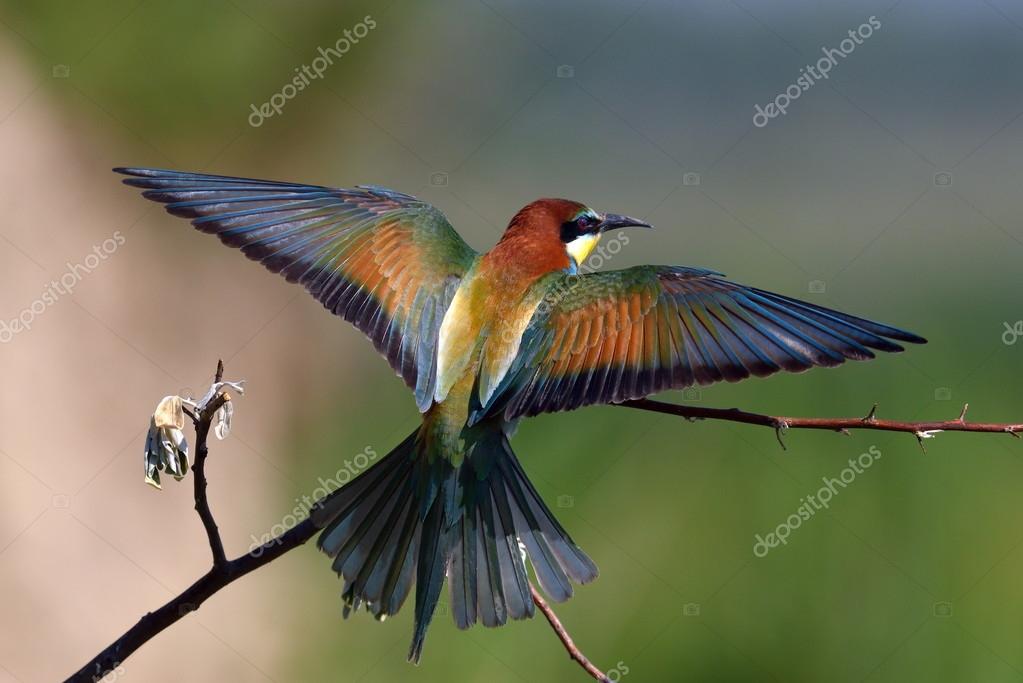 European bee-eater (Merops Apiaster) in natural habitat Stock Photo by ...