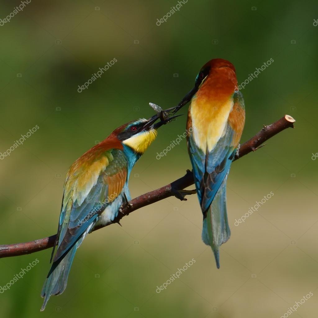 European bee-eater (Merops Apiaster) outdoor — Stock Photo © bereta ...