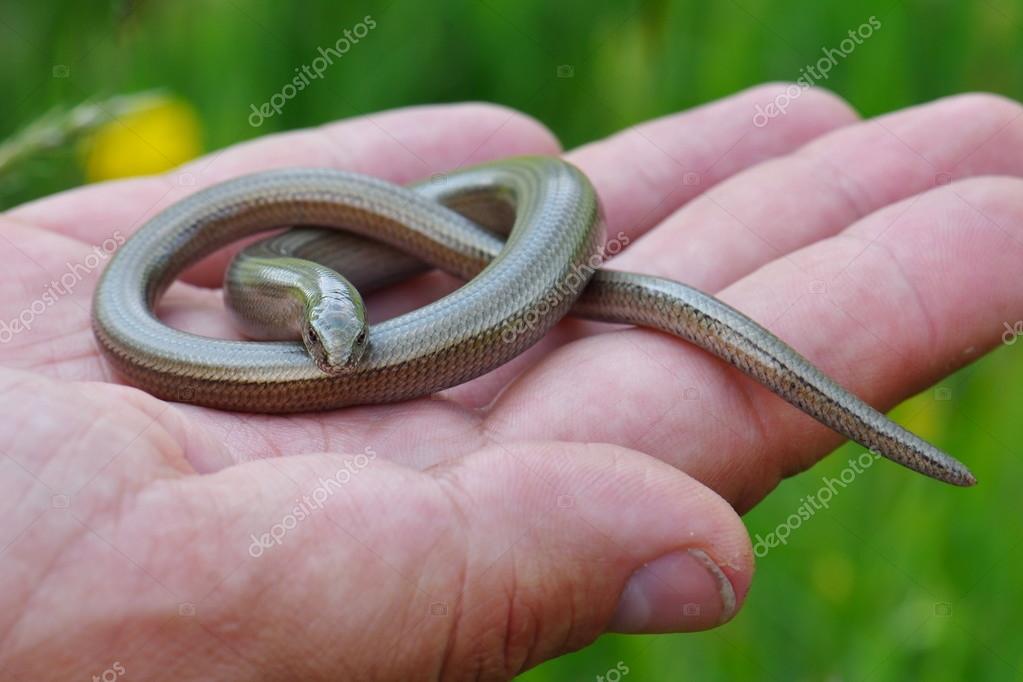 Eastern slow-worm (Anguis colchica) — Stock Photo © bereta #96436270