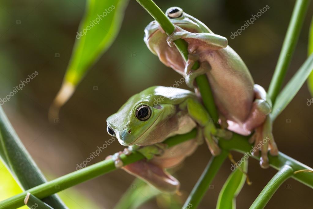 Australian Green Tree Frogs — Stock Photo © lteck #55335591