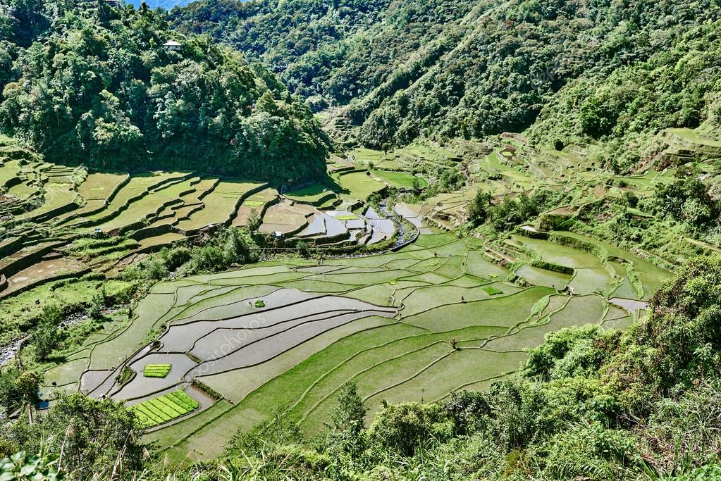 Rice paddy terrace fields Philippines — Stock Photo © STYLEPICS #113965136