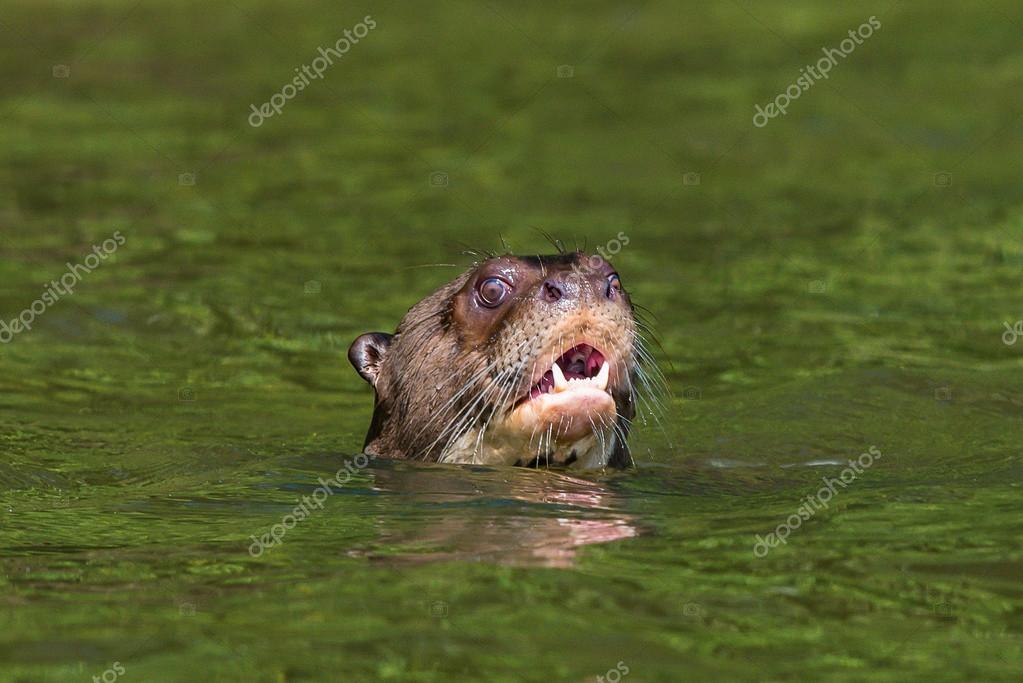 Nutria gigante nadando selva amazónica peruana Madre de Dios Perú ...