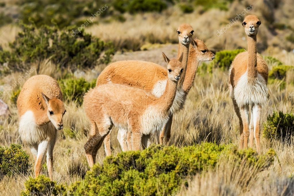 Vicunas in the peruvian Andes Arequipa Peru Stock Photo by ©STYLEPICS ...