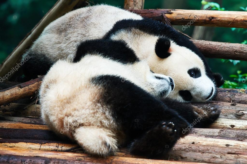 Two Pandas Sleeping