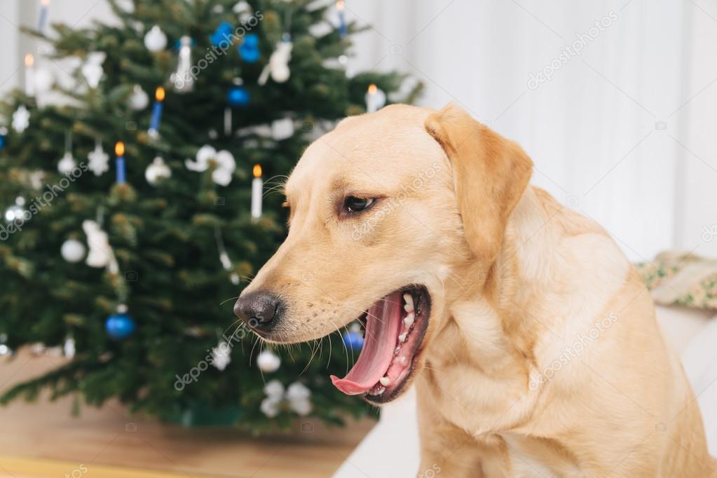 Labrador retriever dog yawning Stock Photo by ©ECoelfen 102979680
