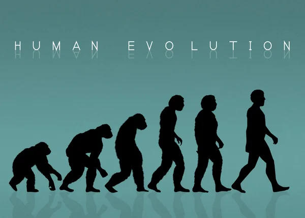 Silueta de evoluci n humana 2024