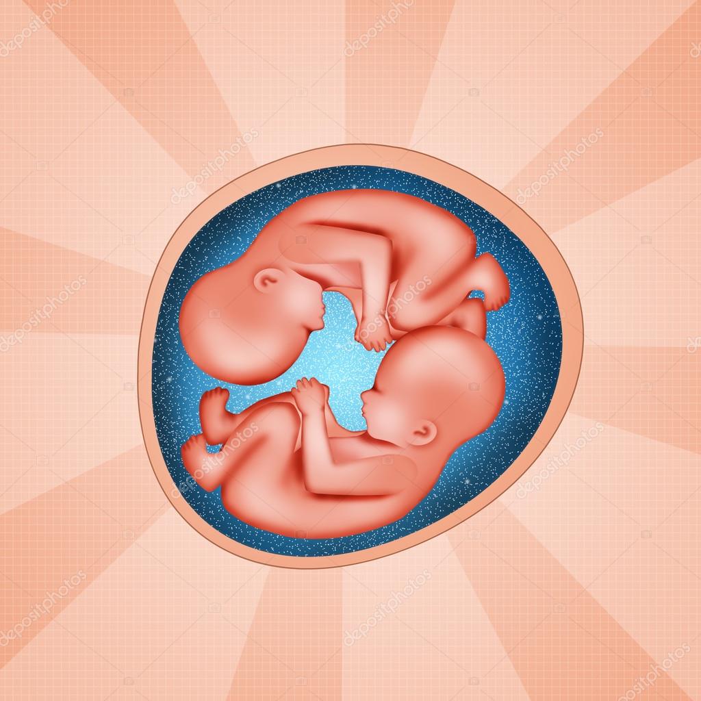 Twins in the fetus — Stock Photo © adrenalina #61411089