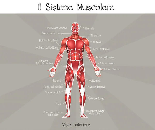 el sistema muscular — Foto de stock © adrenalina #131270376