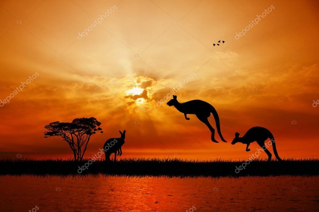 Kangaroos at sunset Stock Photo by ©adrenalina 96175296