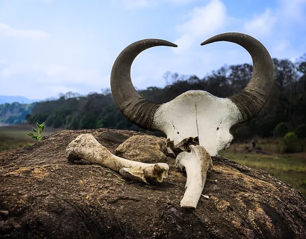 Gaur - Indian bison, skull and bones Stock Photo by ©cookelma 49876465