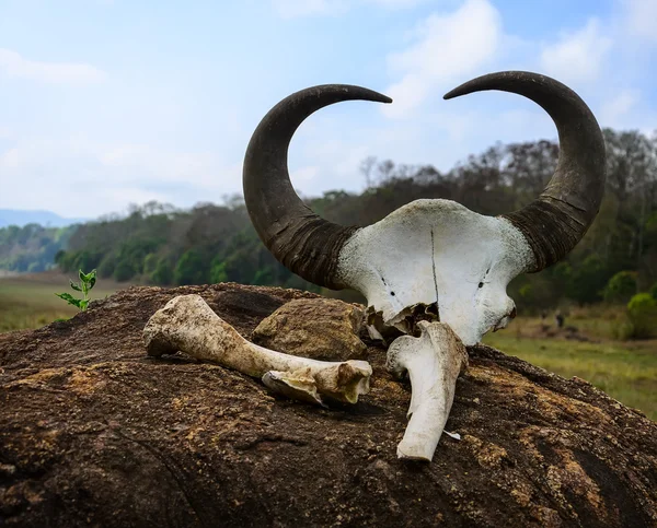 Gaur - Indian bison, skull and bones Stock Photo by ©cookelma 49876465