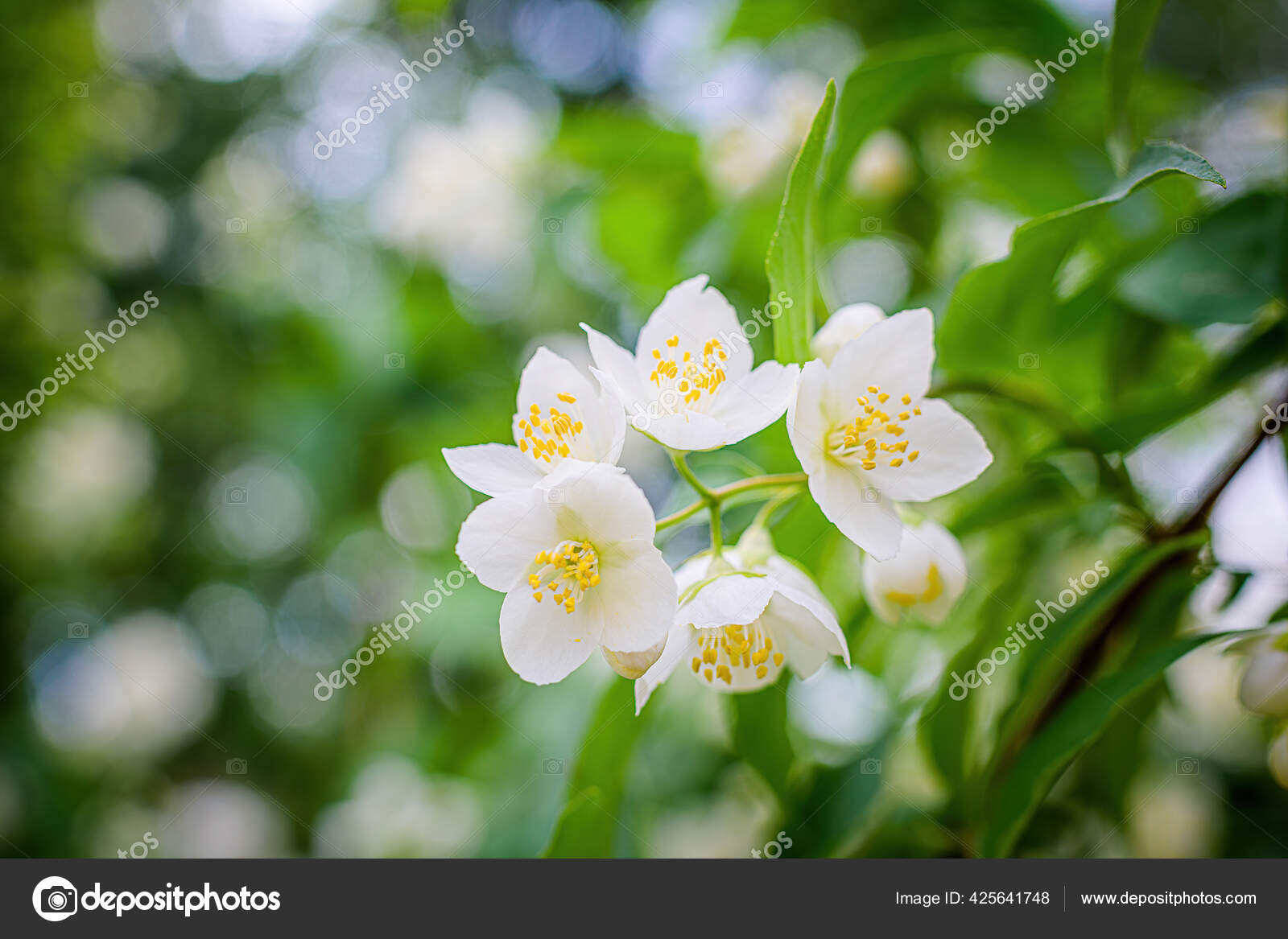 Twig White Jasmine Flower Close Spring Blur Background — Stock Photo ...