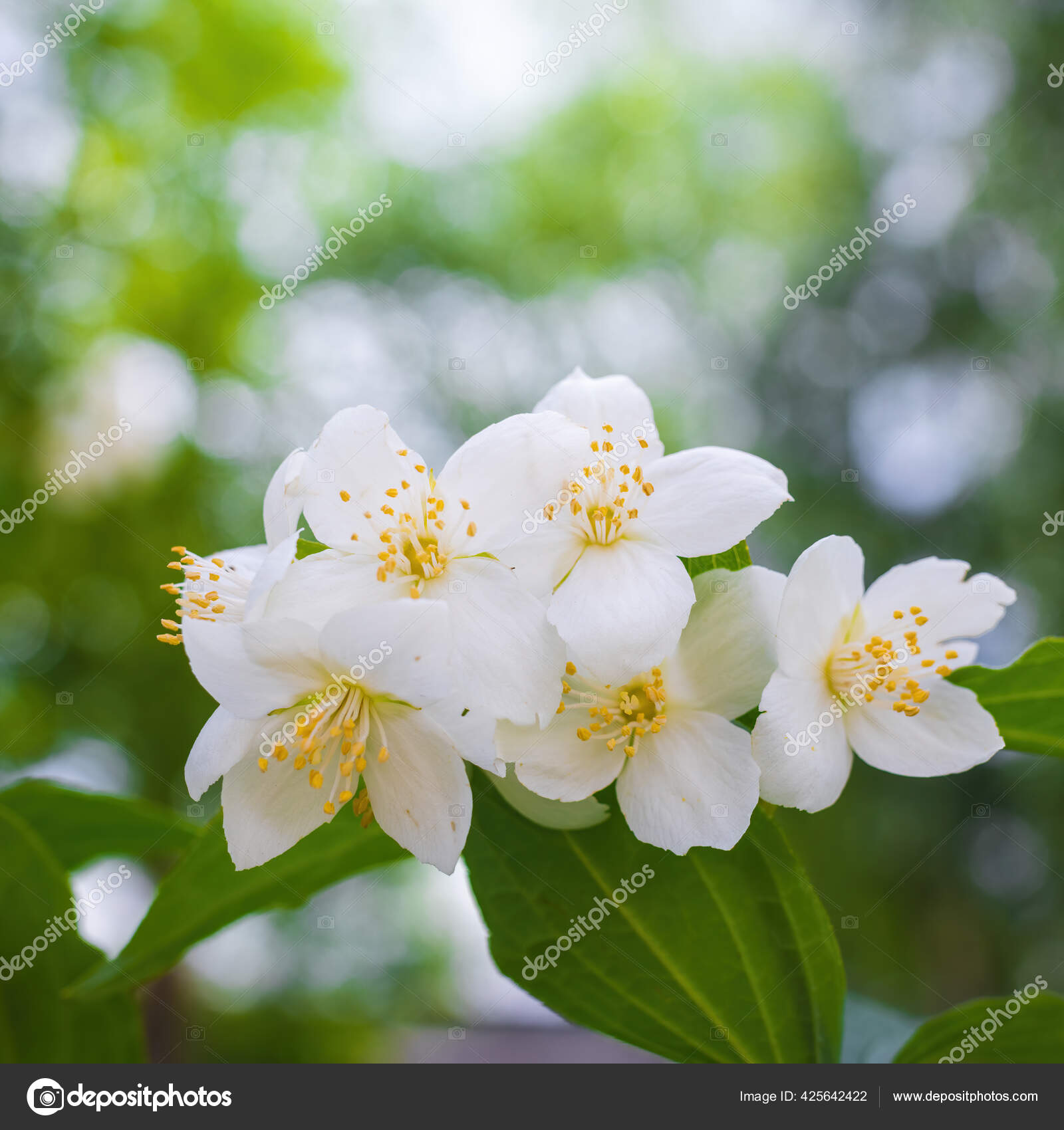 Twig White Jasmine Flower Close Spring Blur Background — Stock Photo ...