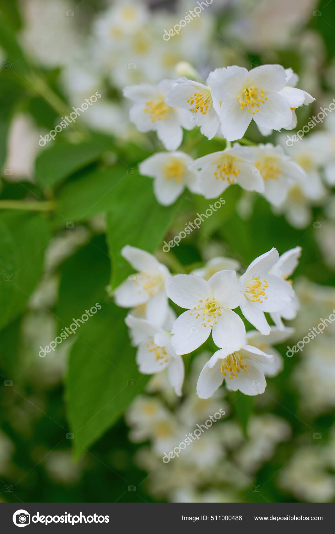Twig White Jasmine Flower Close Spring Blur Background — Stock Photo ...