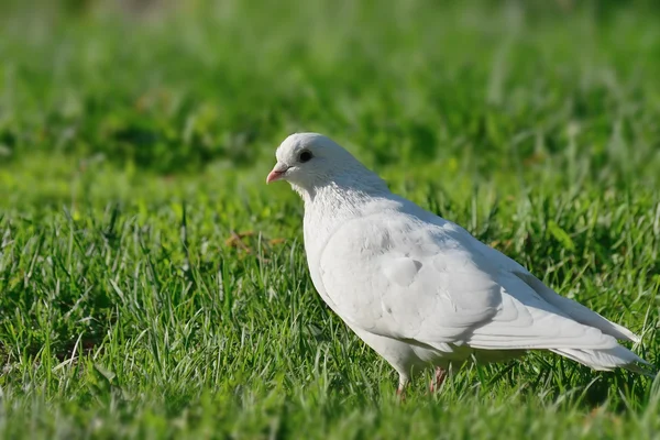 Quaker commun Stock Photos, Royalty Free Quaker commun Images ...