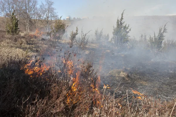 dry forest fire - Stock Image - Everypixel