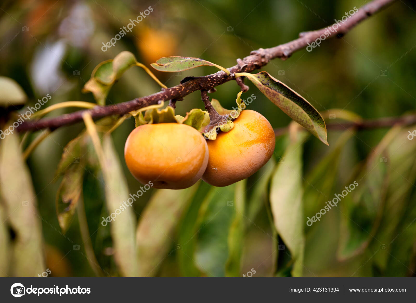 Persimmon tree with many persimmons in autumn. Persimmons that are ... Persimmon tree with many persimmons in autumn. Persimmons that are ...