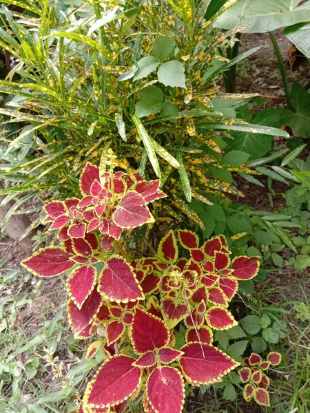 Pianta bella Stock Photos, Royalty Free Pianta bella Images | Depositphotos