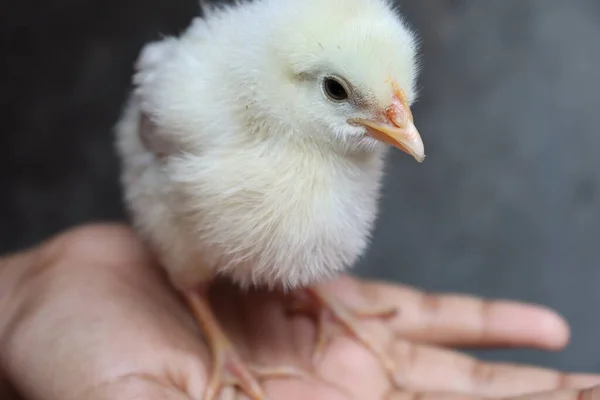 Beautiful little chicken Stock Photos, Royalty Free Beautiful little ...