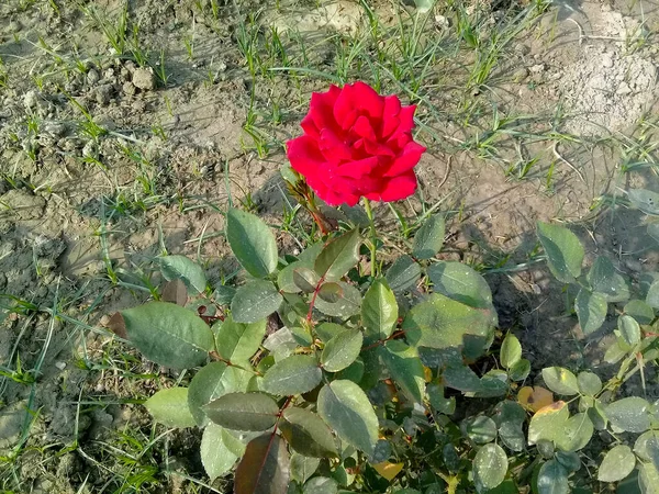 Rose pic Stock Photos, Royalty Free Rose pic Images | Depositphotos