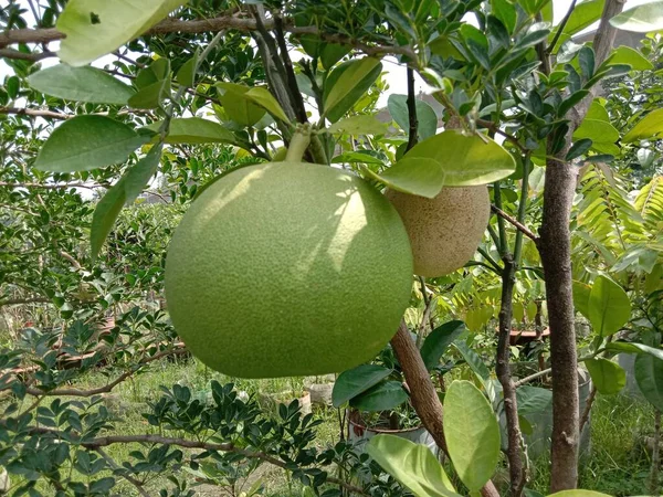 grapefruit pomelo stock on tree in firm - Stock Image - Everypixel
