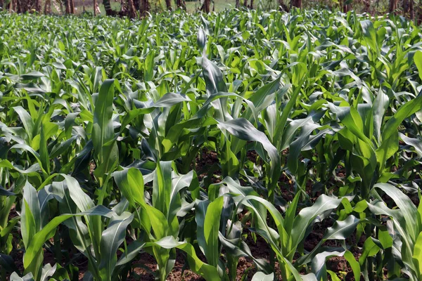 Maize farming Stock Photos, Royalty Free Maize farming Images ...