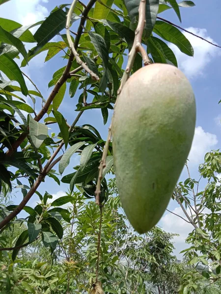 Calabash nigeria Stock Photos, Royalty Free Calabash nigeria Images ...