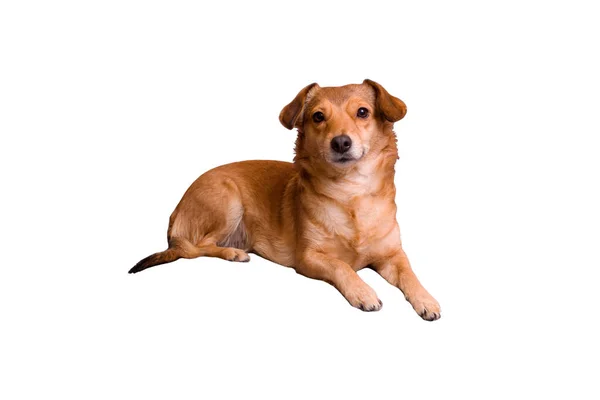 Mixed breeds dogs Stock Photos, Royalty Free Mixed breeds dogs Images ...