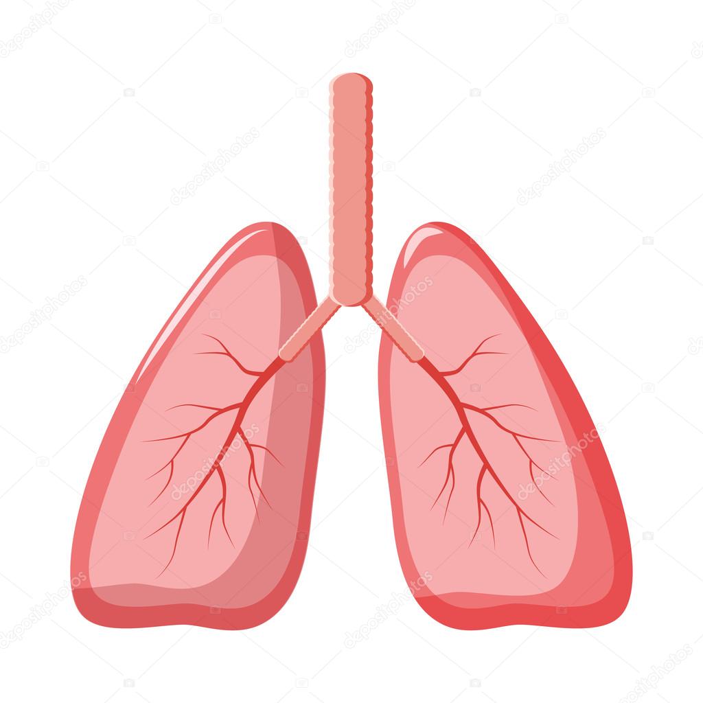 Icono de pulmones humanos en estilo de dibujos animados 2024