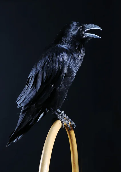 black raven - Stock Image - Everypixel