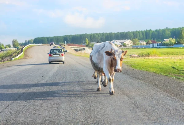 Cow crossing Stock Photos, Royalty Free Cow crossing Images | Depositphotos