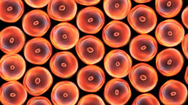 ᐈ Prophase stock images, Royalty Free prophase microscope photos ...