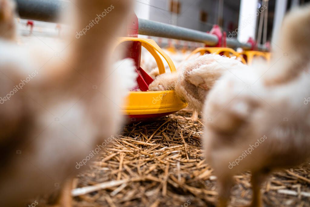 Close up view of fast growing chicken eating protein food from ...