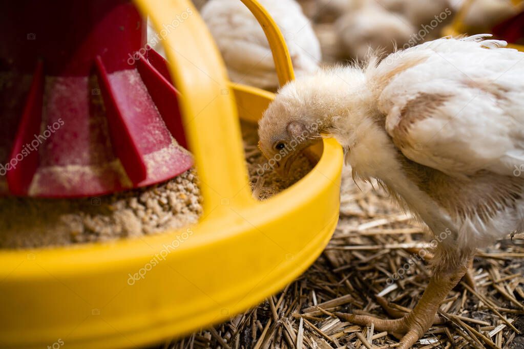 Close up view of fast growing chicken eating protein food from ...