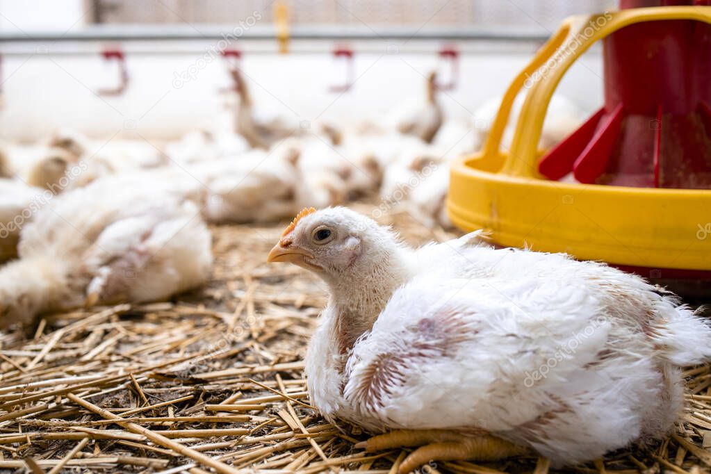 Fast growing chicken lying at poultry farm for industrial meat ...