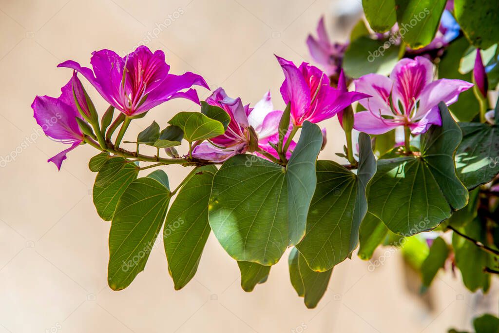 árbol Bauhinia variegata Árbol de la orquídea que florece en primavera ...