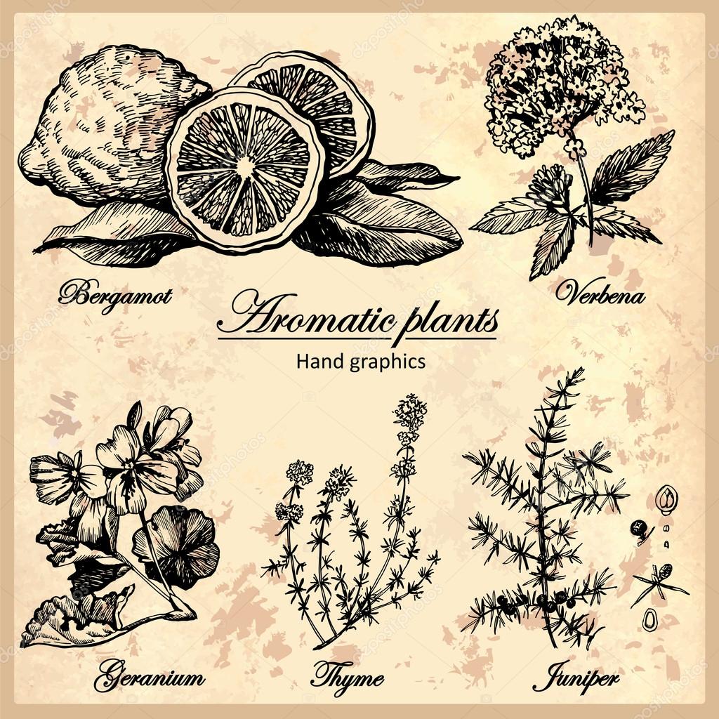 Aromatic plants set Stock Vector by ©Ann_art 118504546