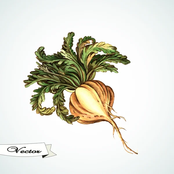 Maca root vector Vector Art Stock Images | Depositphotos