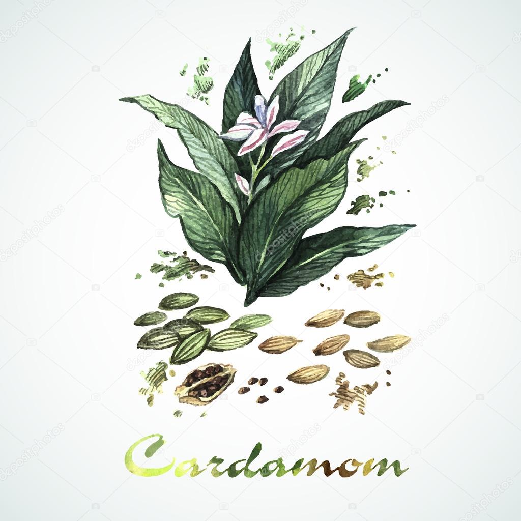 Watercolor cardamom card Stock Vector Image by ©Ann_art #63065671
