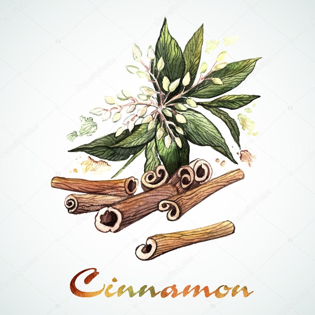Tarjeta de canela acuarela Vector de stock #63065703 de ©Ann_art