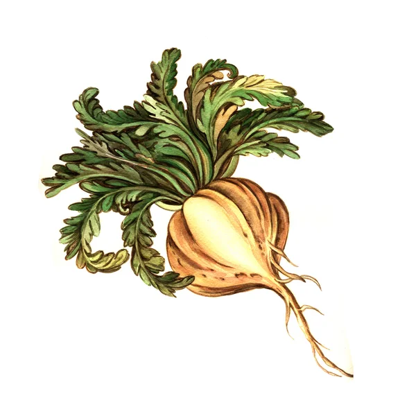 Maca root Stock Photos, Royalty Free Maca root Images | Depositphotos