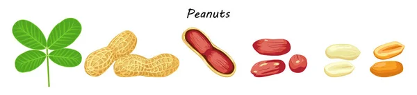100,000 Peanut Vector Images | Depositphotos