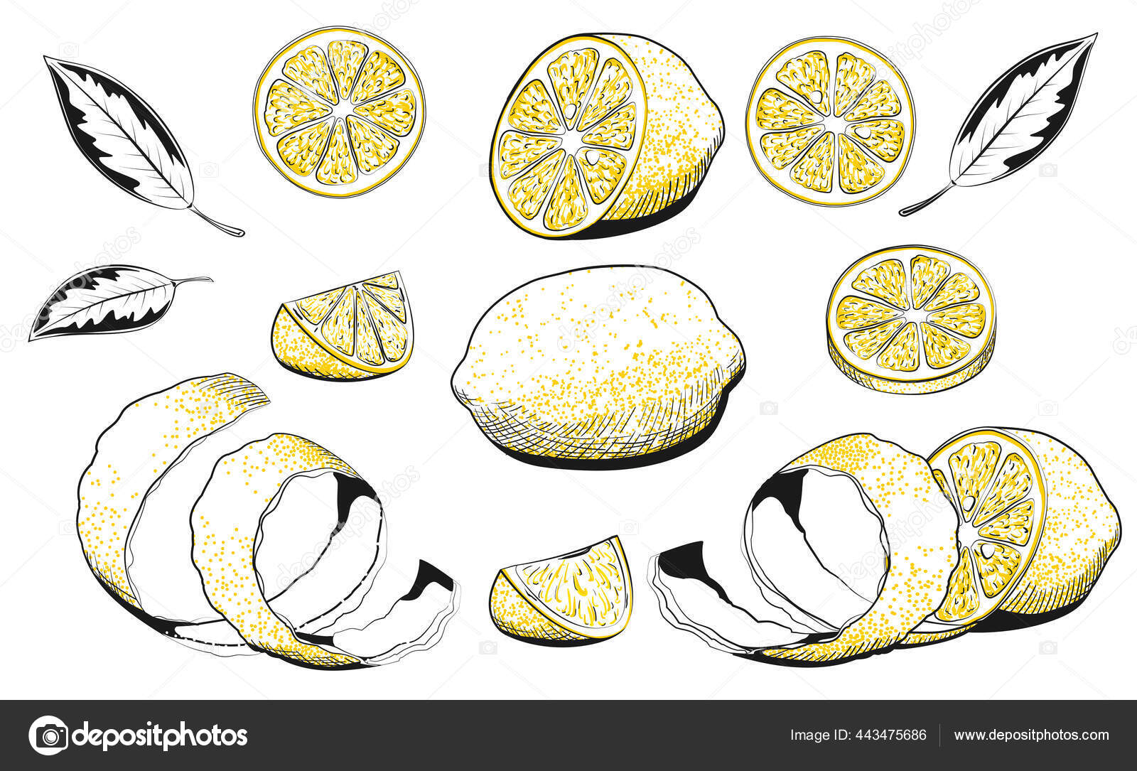 Hand Drawn Vector Illustration Collections Lemons Lemon Slice Leaf Rind ...