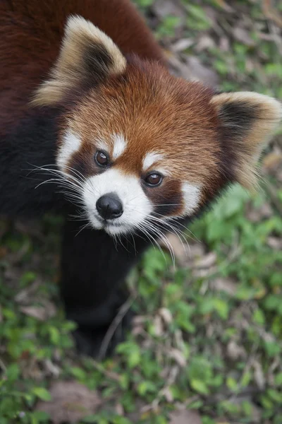 Oso panda menor fotos de stock, imágenes de Oso panda menor sin ...