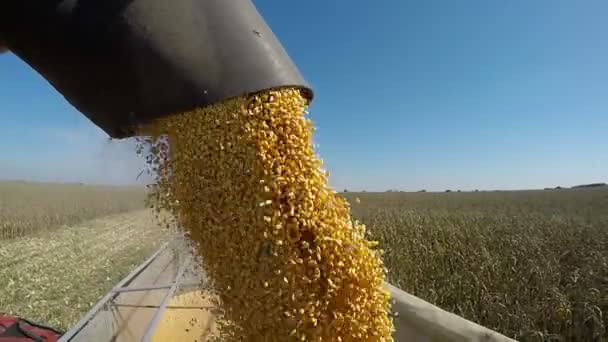 Corn Grains Dumping From Combine Harvester to Tractor Trailer — Stock ...