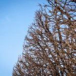 Free Stock photo of Tracery of tree branches | Photoeverywhere