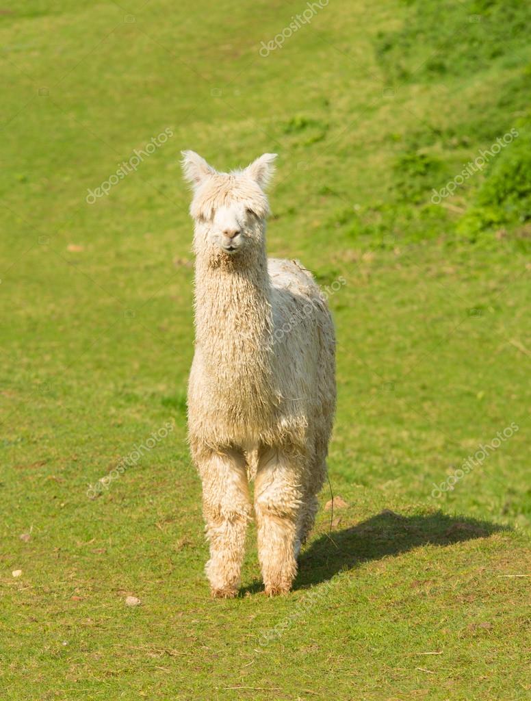 White Alpaca Face