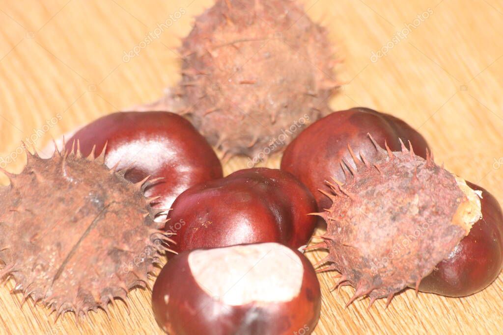 vaina de casta o y casta o con espinas en un piso de madera. Primer ...