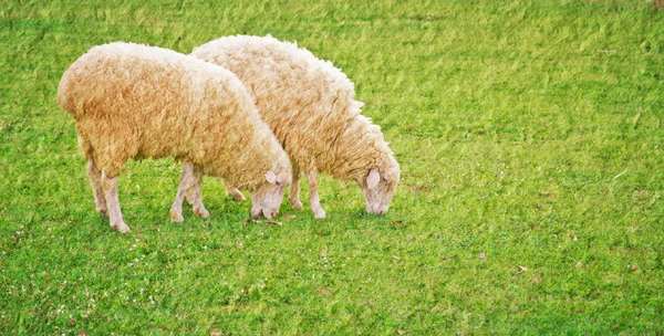 Sheer sheep Stock Photos, Royalty Free Sheer sheep Images | Depositphotos