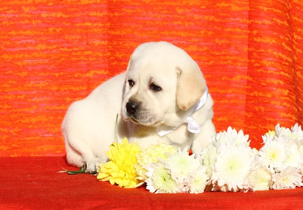 Cute labrador retriever puppies in a picnic basket — Stock Photo ...